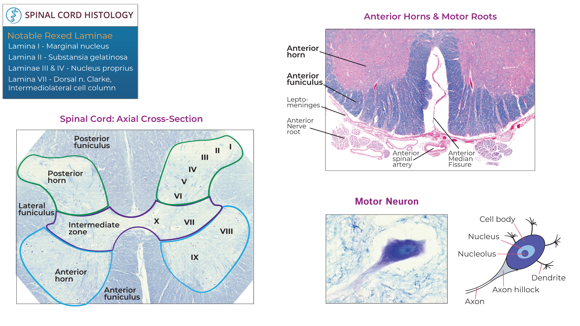 Neuroanatomy: Spinal Cord Histology | ditki medical & biological sciences