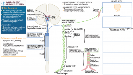 Gross Anatomy: Sympathetic Nervous System, Part 1 | ditki medical ...