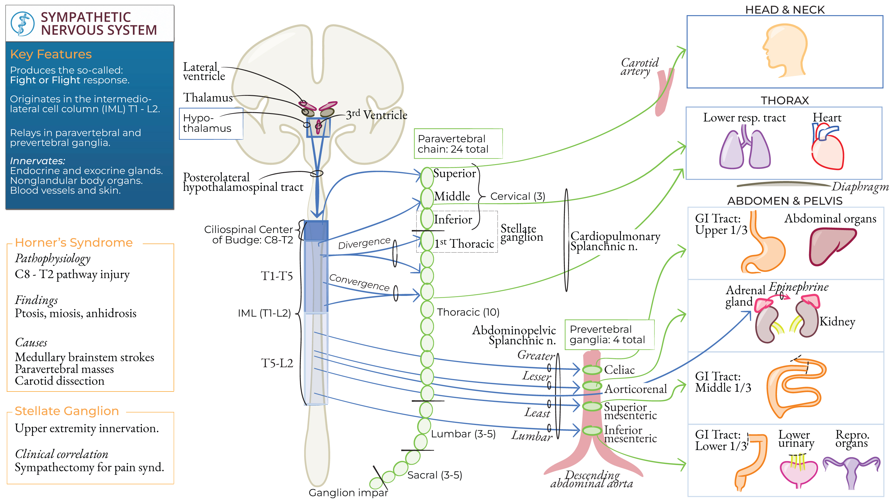 Neuroanatomy: Sympathetic Nervous System | ditki medical & biological sciences