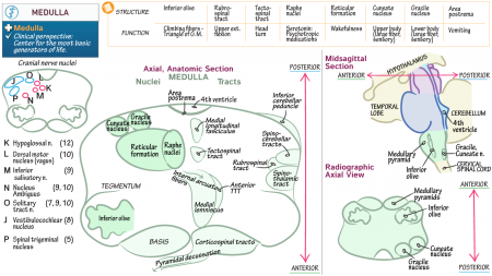 Neuroanatomy: The Medulla | ditki medical & biological sciences