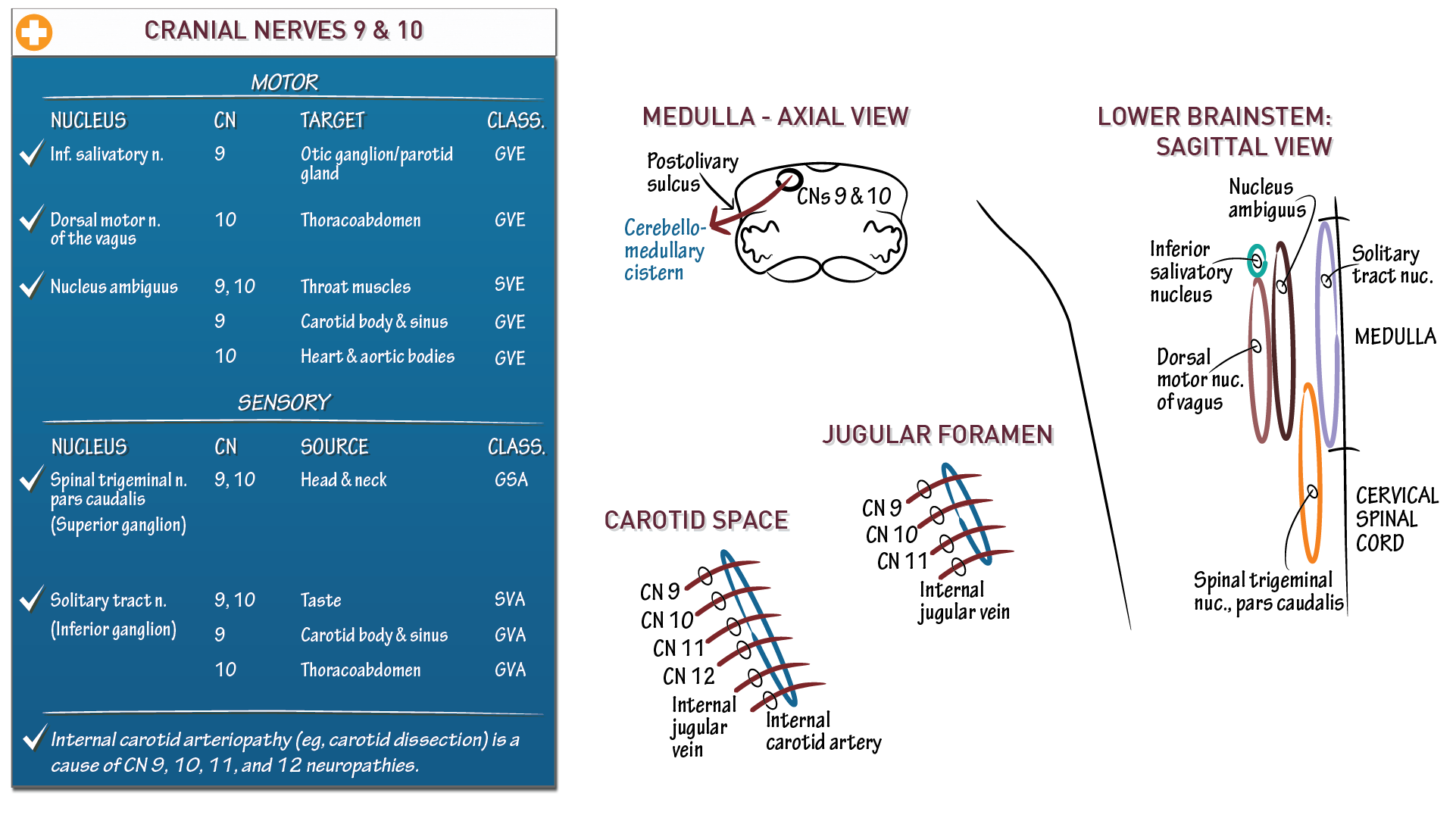 Neuroanatomy: CN 9 & 10: Anatomy & Innervation | ditki medical ...