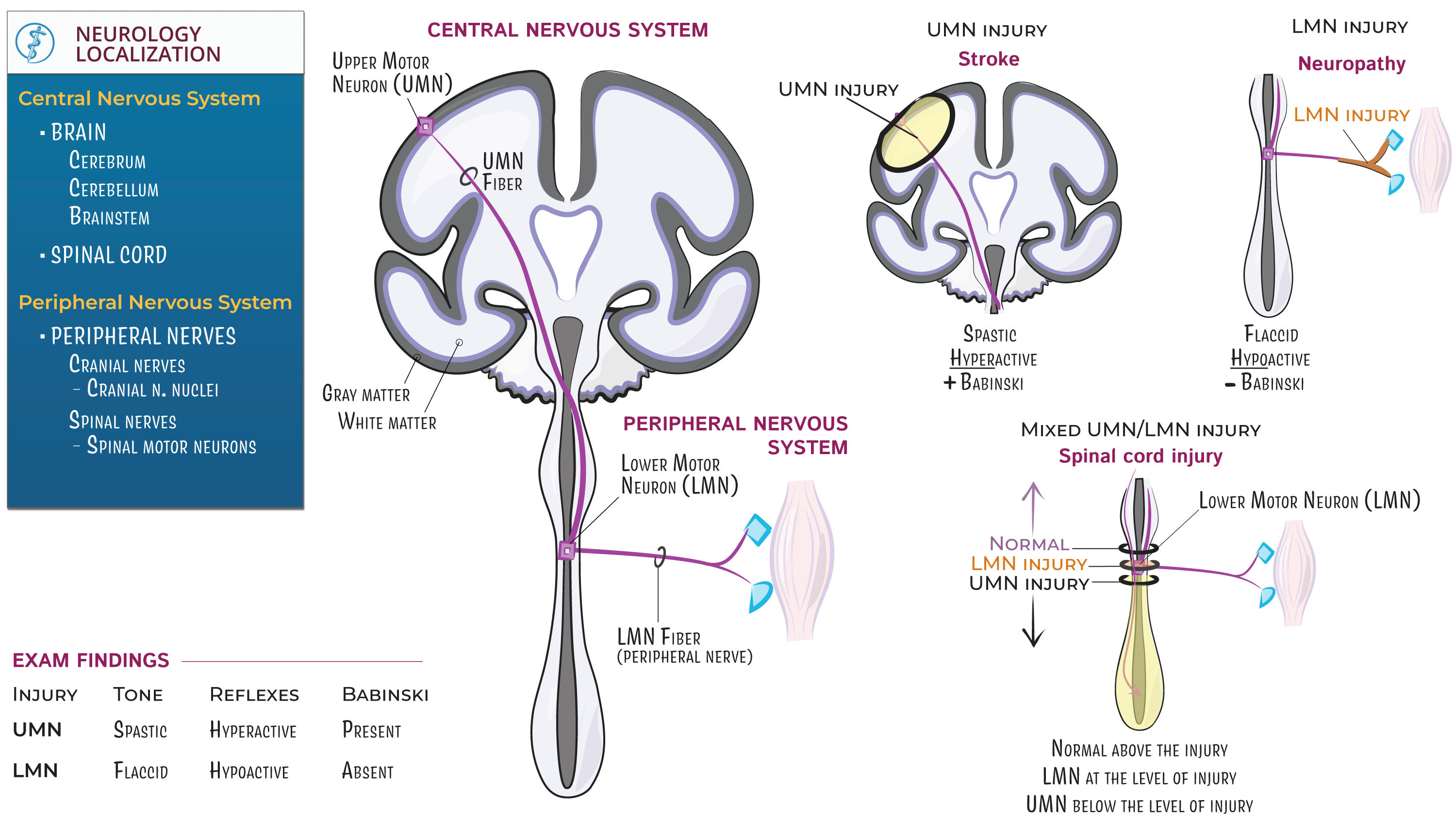Neuroanatomy Neurology Localization Ditki Medical Biological Sciences Neuroanatomy Neurology Localization Ditki Medical Biological Sciences
