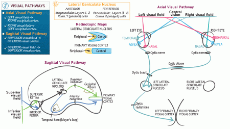 Neuroanatomy: Visual Pathways | ditki medical & biological sciences