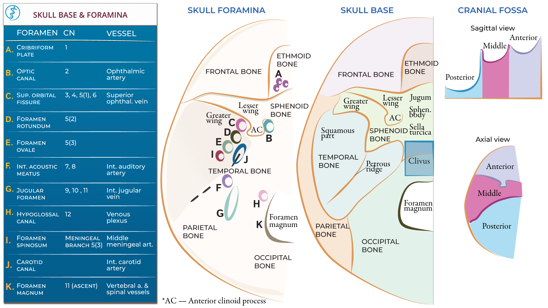 Neuroanatomy: Skull Base & Foramina | ditki medical & biological sciences