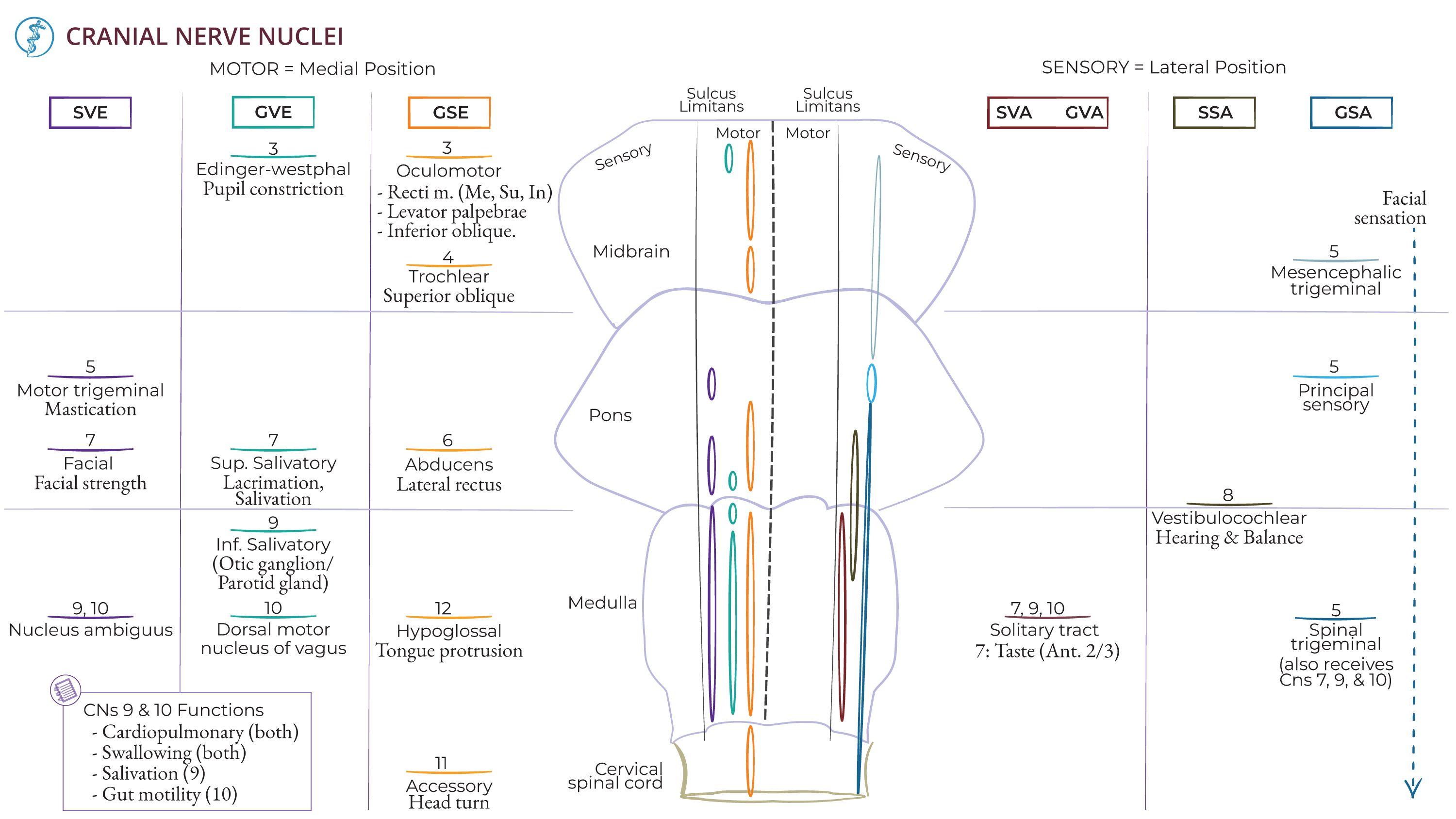 Neuroanatomy: Cranial Nerve Nuclei | ditki medical & biological sciences