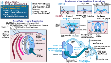 Embryology: Neural Tube & Nerve Roots | ditki medical & biological sciences