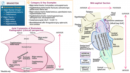 Neuroanatomy: Brainstem Overview | ditki medical & biological sciences