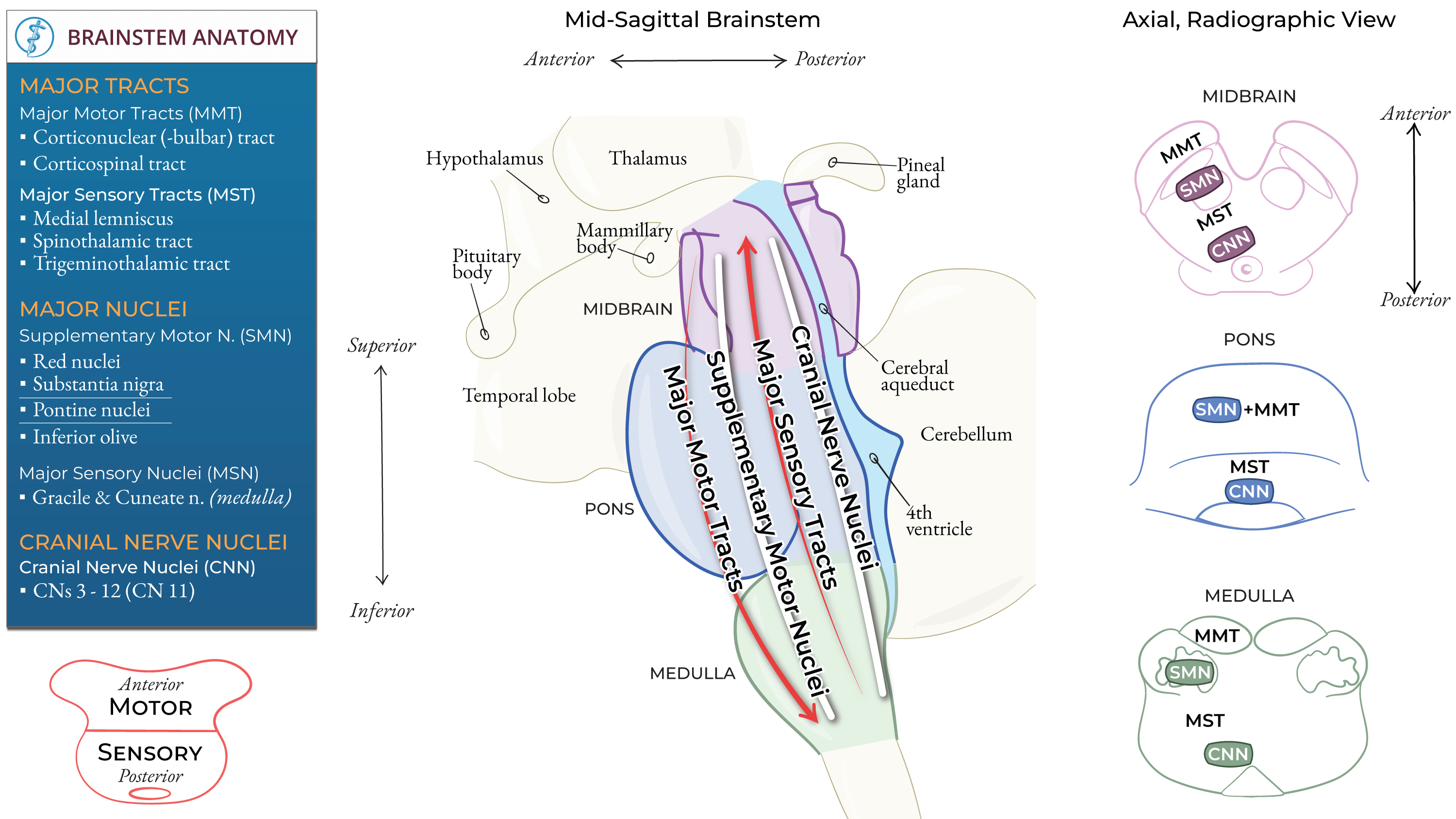 Neuroanatomy: Brainstem Anatomy Overview | ditki medical & biological sciences