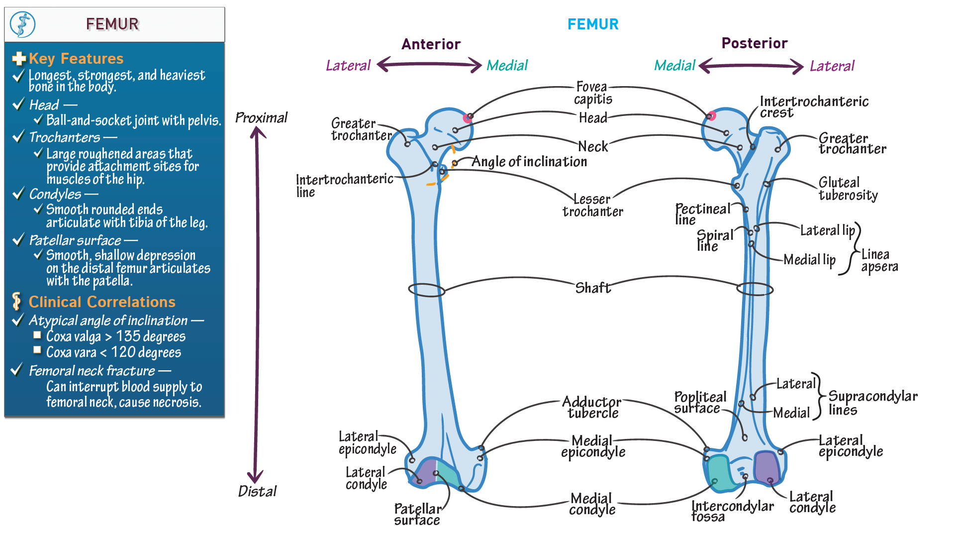 Anatomy & Physiology: Femur | ditki medical & biological sciences