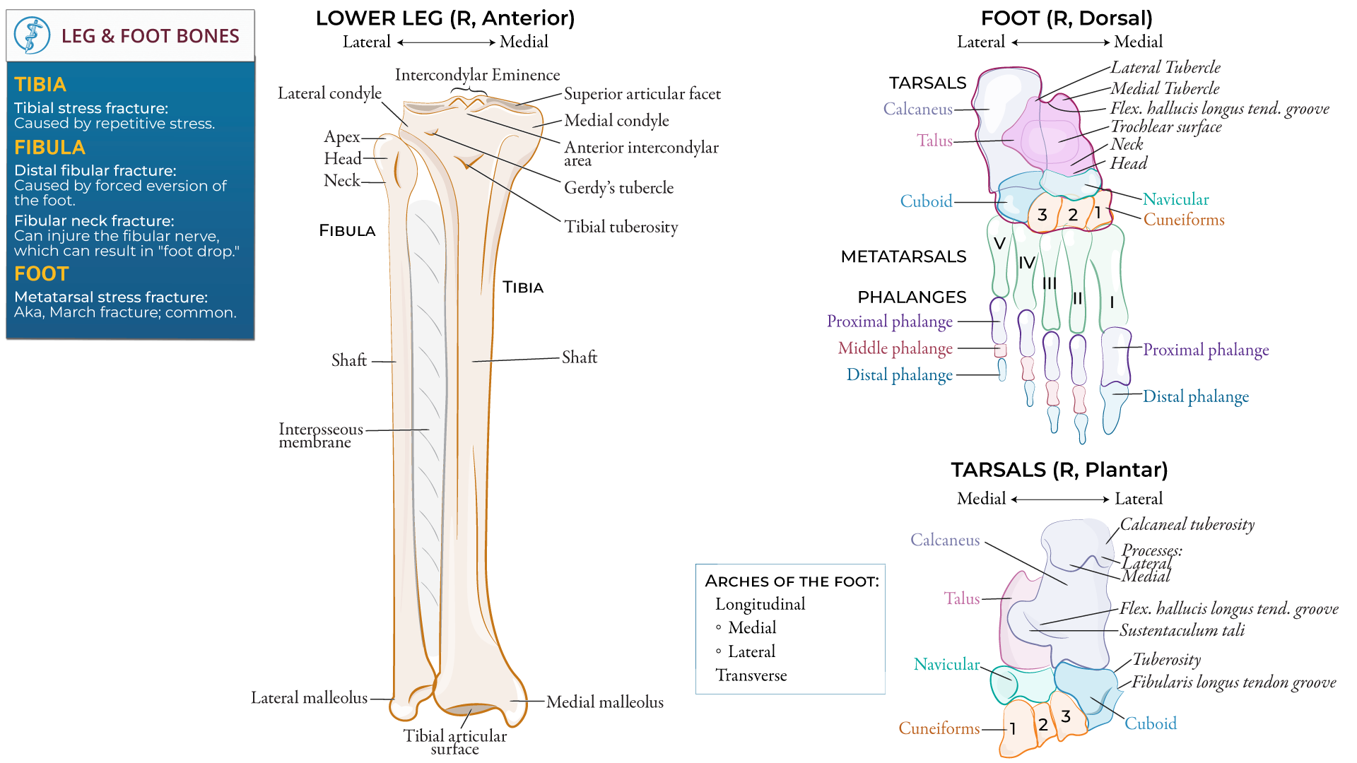 Advanced Anatomy & Physiology: Bones of the Leg & Foot | ditki medical ...