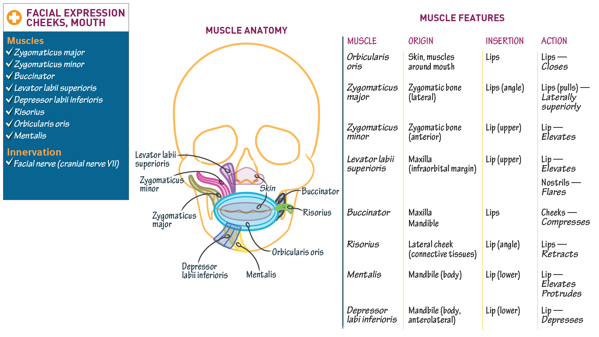 Anatomy & Physiology: Cheeks and Mouth | ditki medical & biological ...