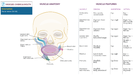 Gross Anatomy: Muscles of the Cheeks and Mouth | ditki medical ...