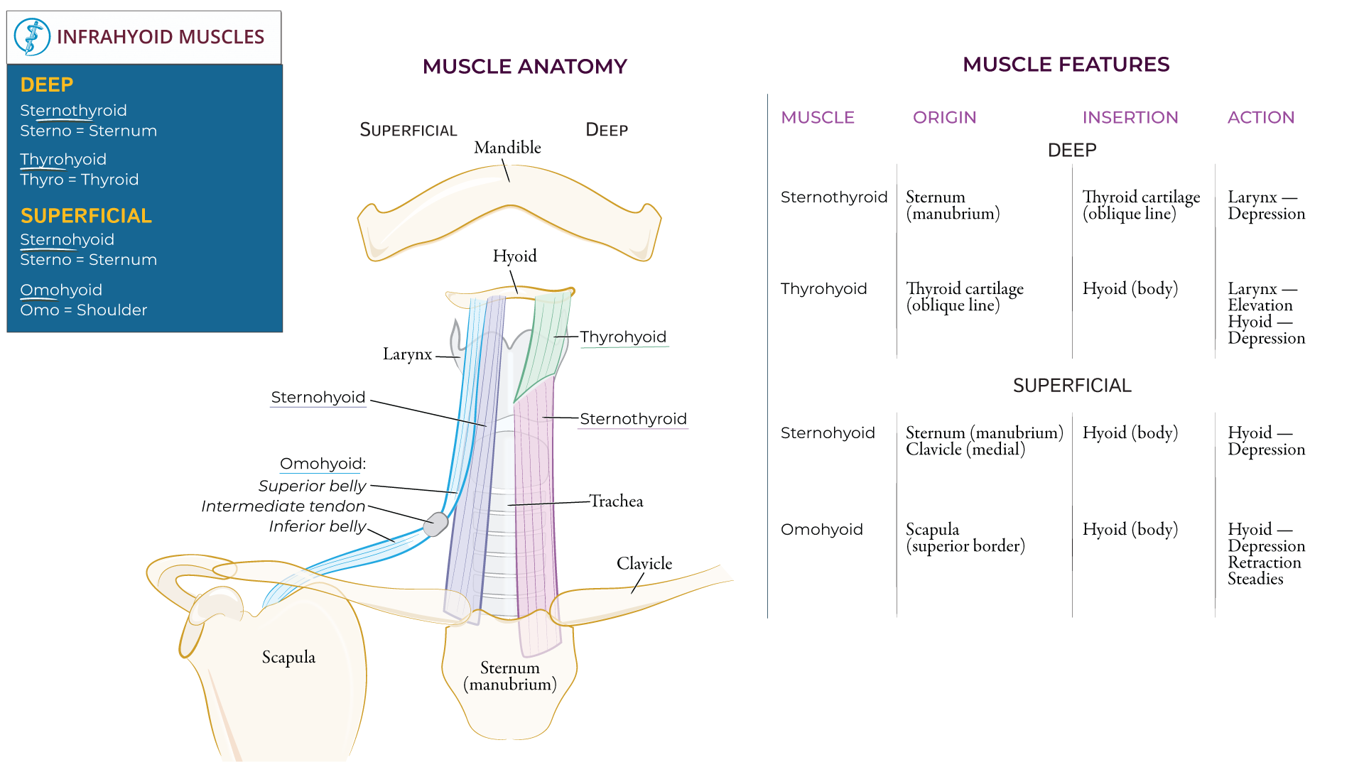 Gross Anatomy: Infrahyoid Muscles | ditki medical & biological sciences