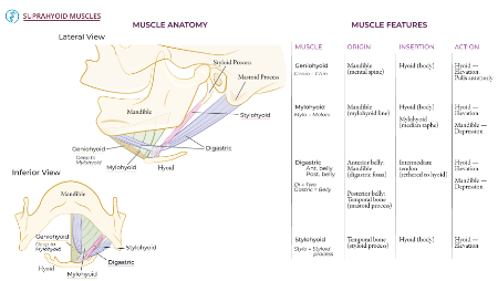 Anatomy & Physiology: Suprahyoid Muscles | ditki medical & biological ...