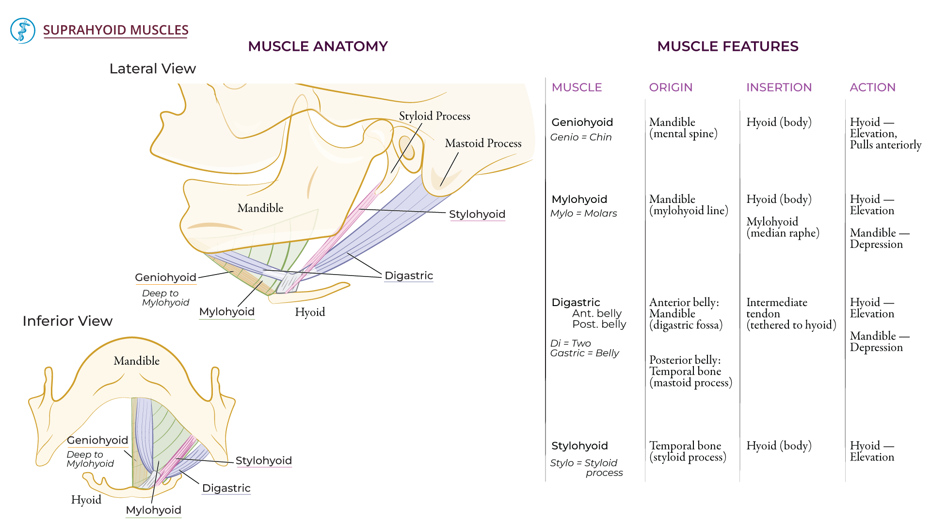 Gross Anatomy: Suprahyoid Muscles | ditki medical & biological sciences