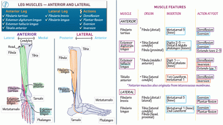 Gross Anatomy: Anterior and Lateral Leg | ditki medical & biological ...