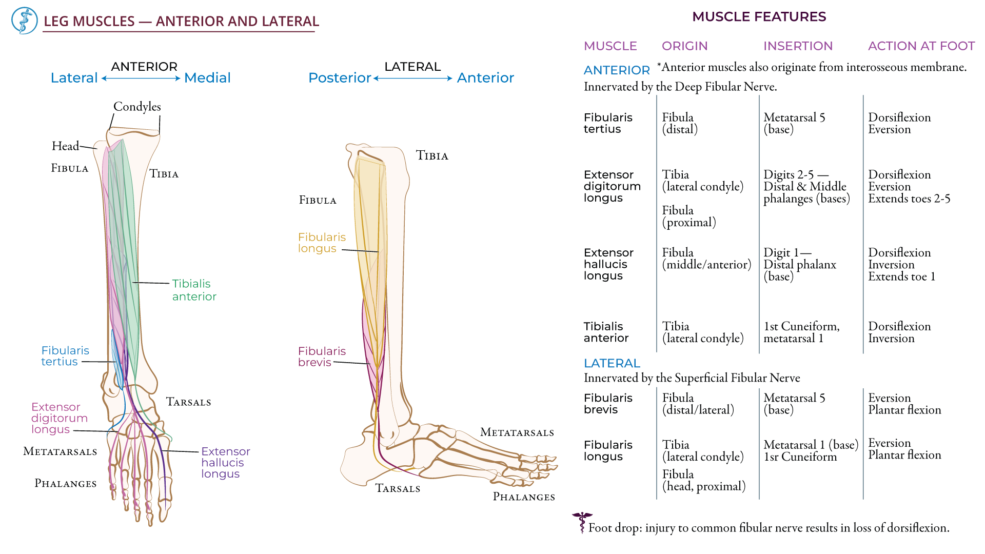 Gross Anatomy: Anterior and Lateral Leg | ditki medical & biological ...