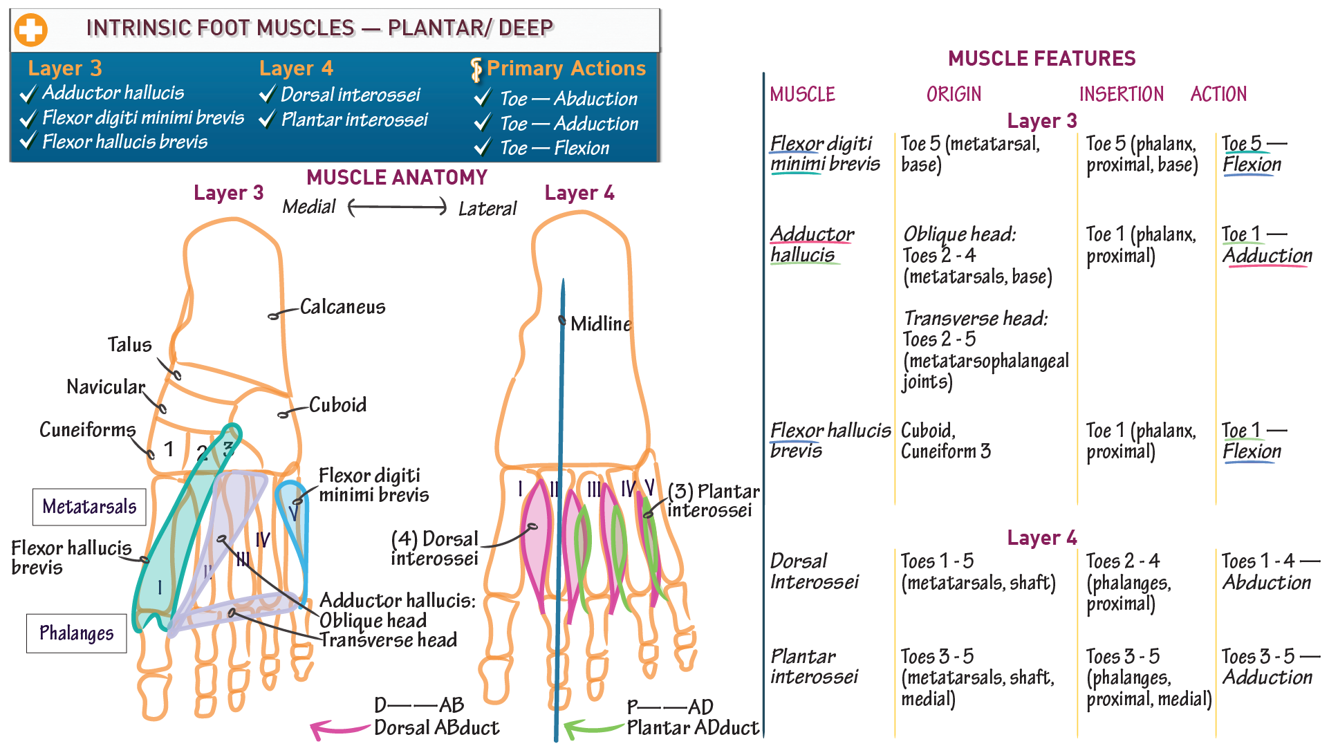 Gross Anatomy: Deep Plantar Foot Muscles - Archive | ditki medical ...