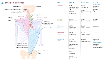 Gross Anatomy: Extrinsic Back Muscles (Superficial) | ditki medical ...
