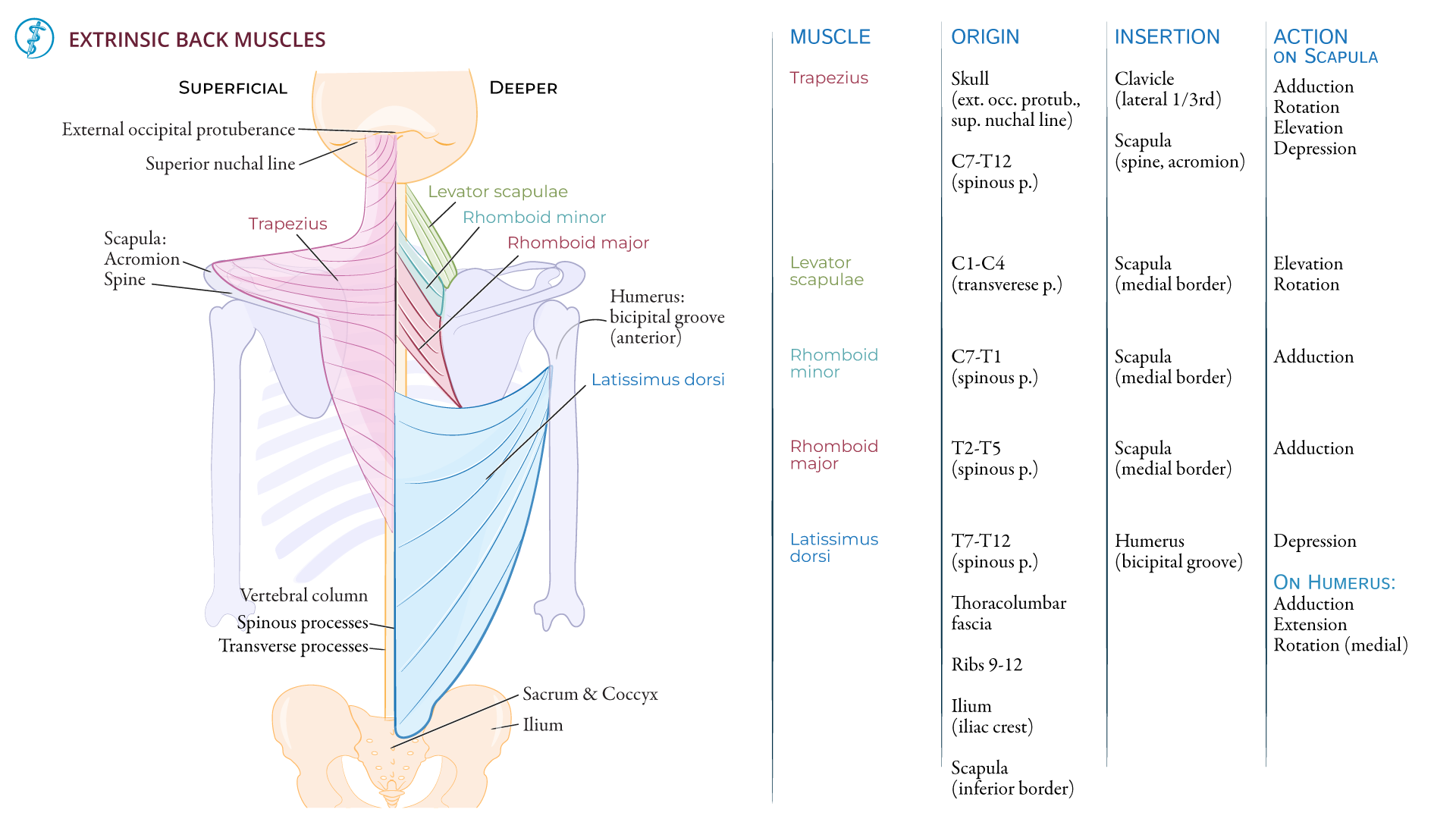 Advanced Anatomy & Physiology: Extrinsic Back Muscles (Superficial ...