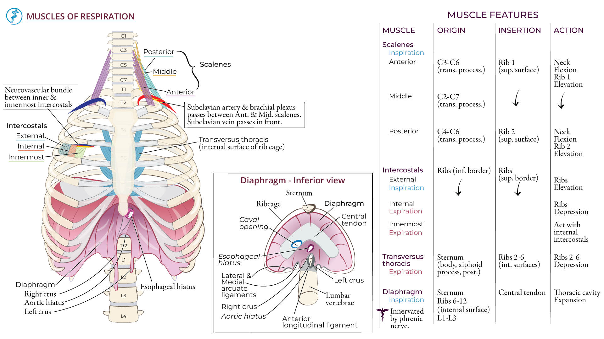 Anatomy & Physiology Fundamentals for Nursing: Muscles of Respiration ...
