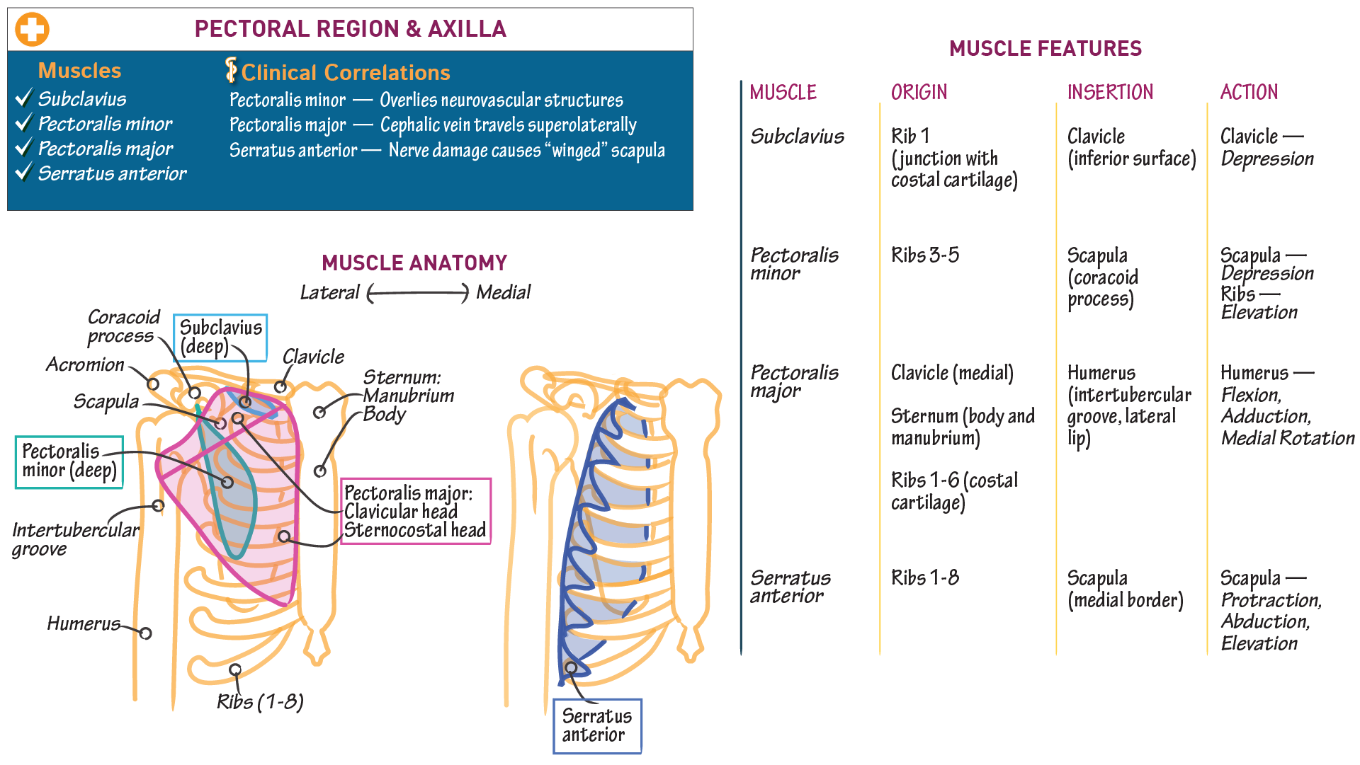 Anatomy & Physiology: Pectoral Region and Axilla | ditki medical ...