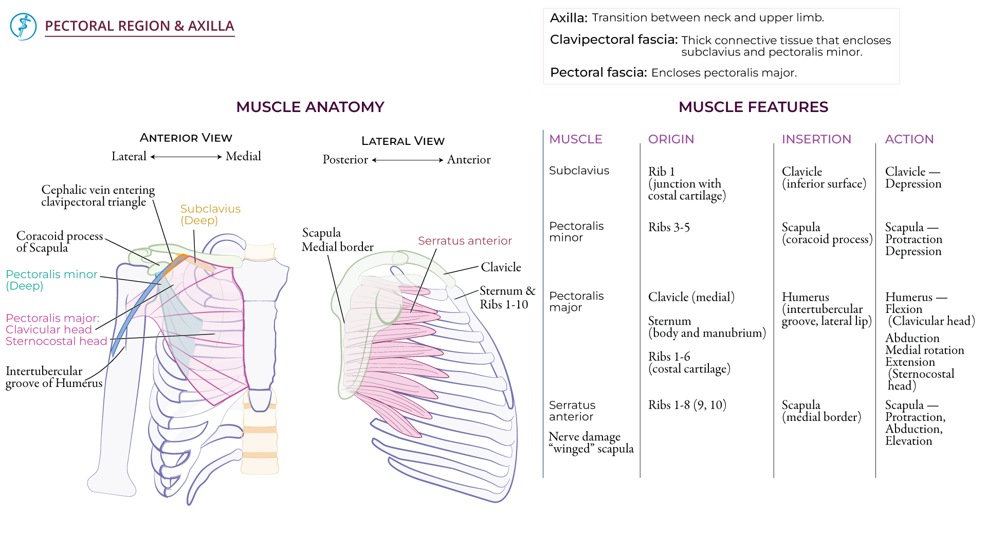 Gross Anatomy: Pectoral Region and Axilla | ditki medical & biological ...