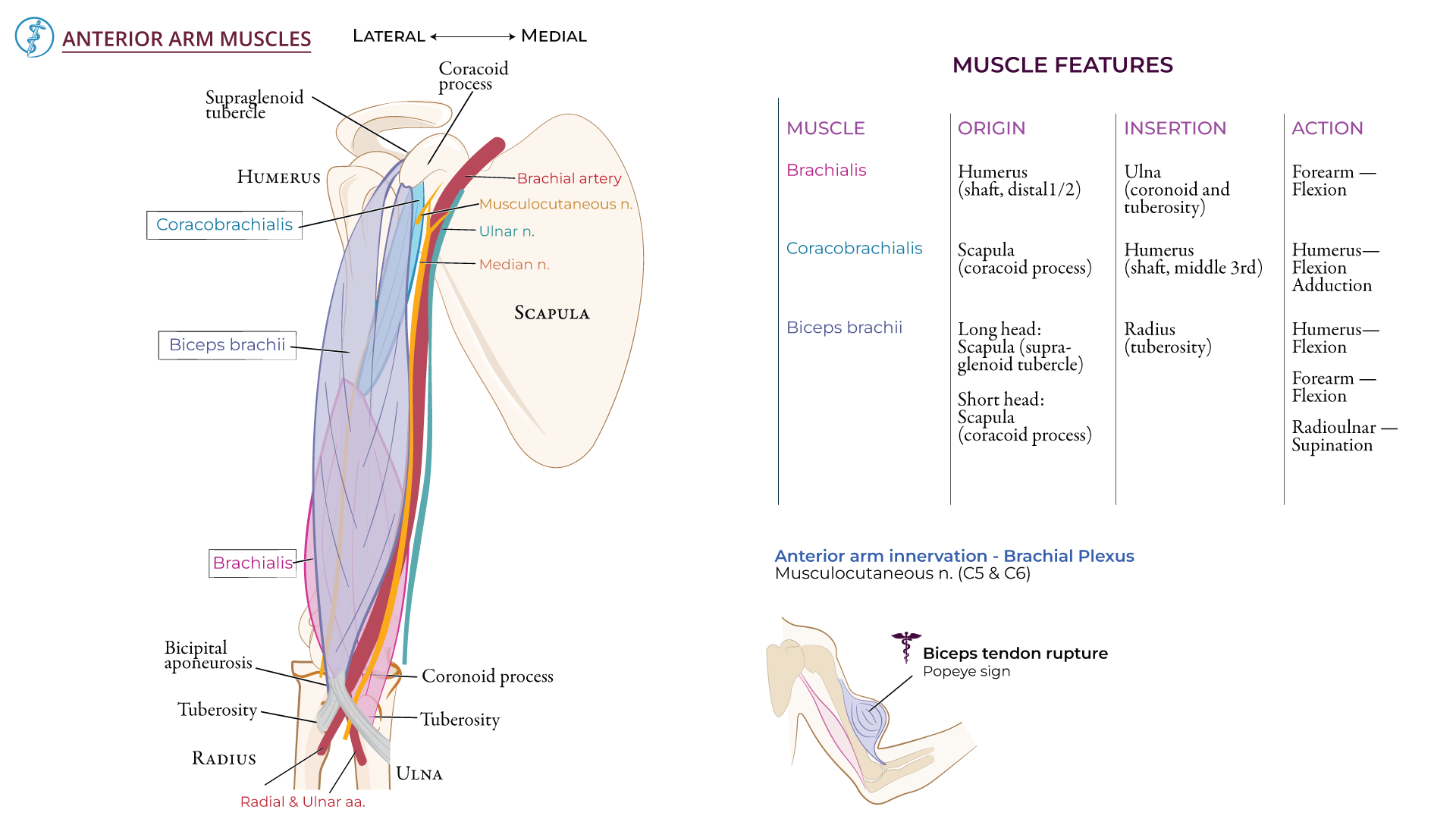 Gross Anatomy: Anterior Arm Muscles | ditki medical & biological sciences