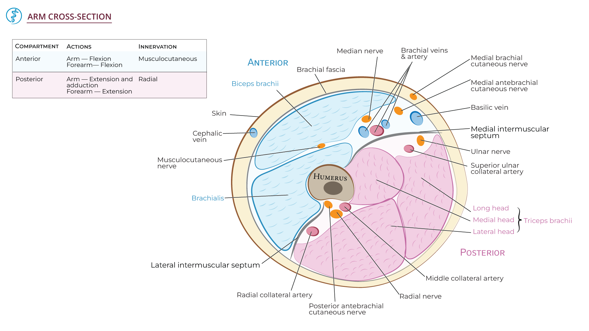 Advanced Anatomy & Physiology: Cross Section of the Arm | ditki medical ...