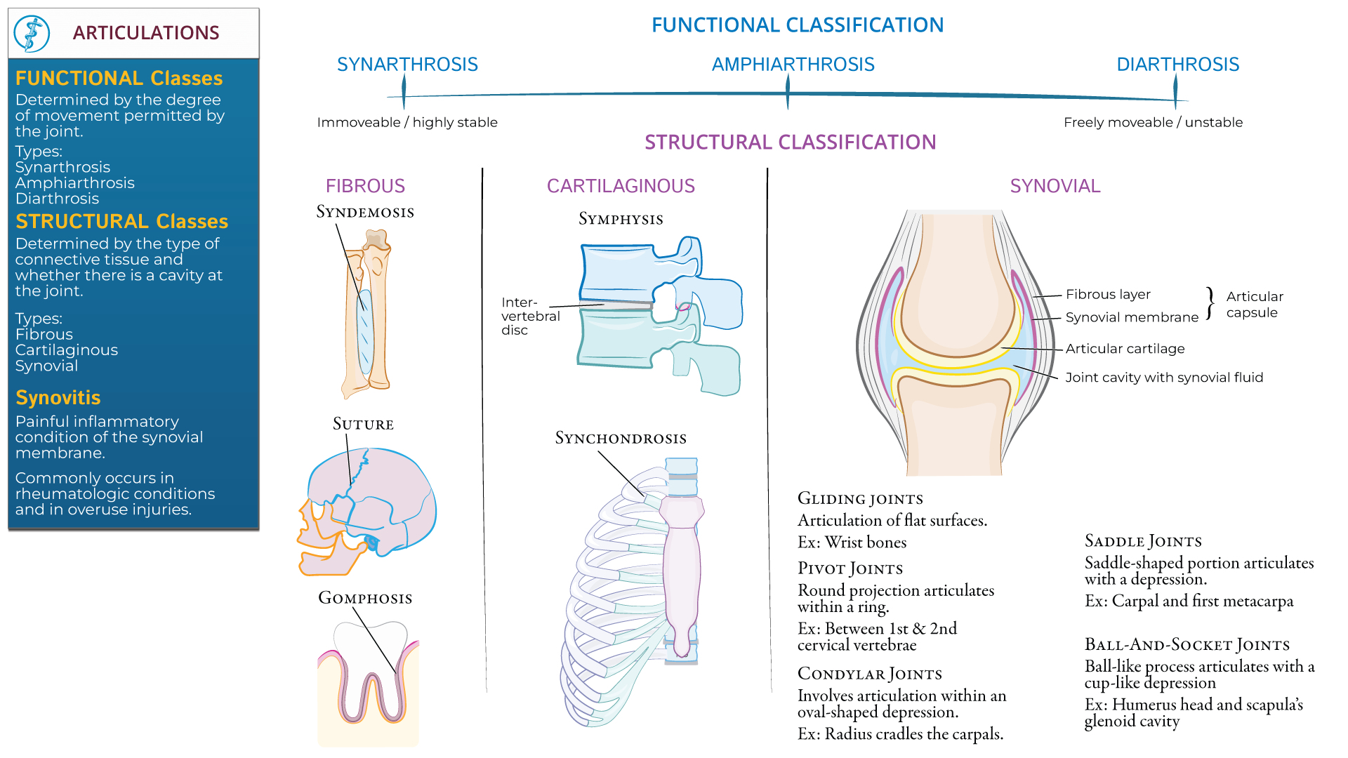 Advanced Anatomy & Physiology: Joint Types | ditki medical & biological ...