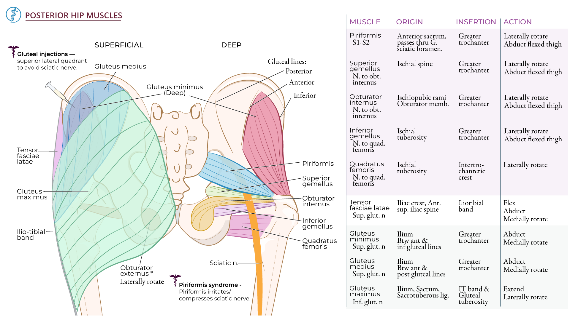 Advanced Anatomy & Physiology: Posterior Hip Muscles | ditki medical ...