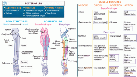 Gross Anatomy: Posterior Leg Muscles | ditki medical & biological sciences