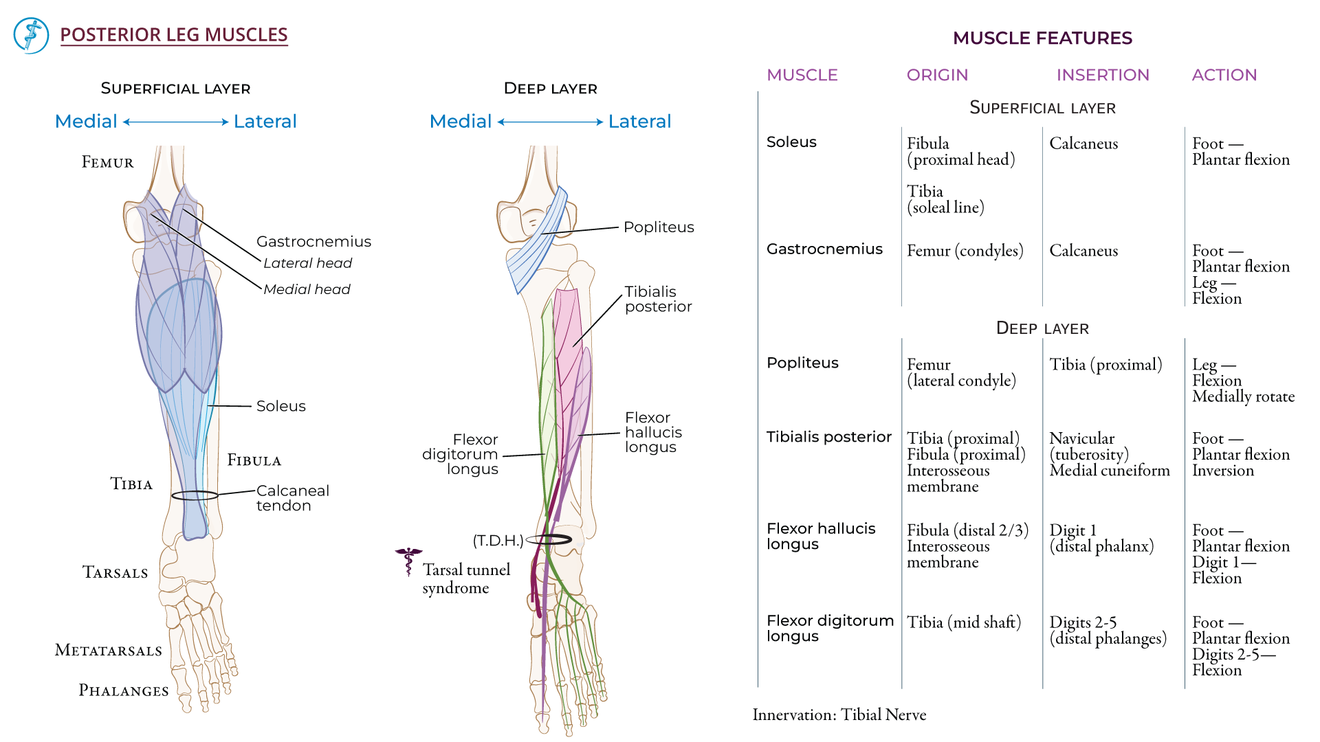 Gross Anatomy: Posterior Leg Muscles | ditki medical & biological sciences