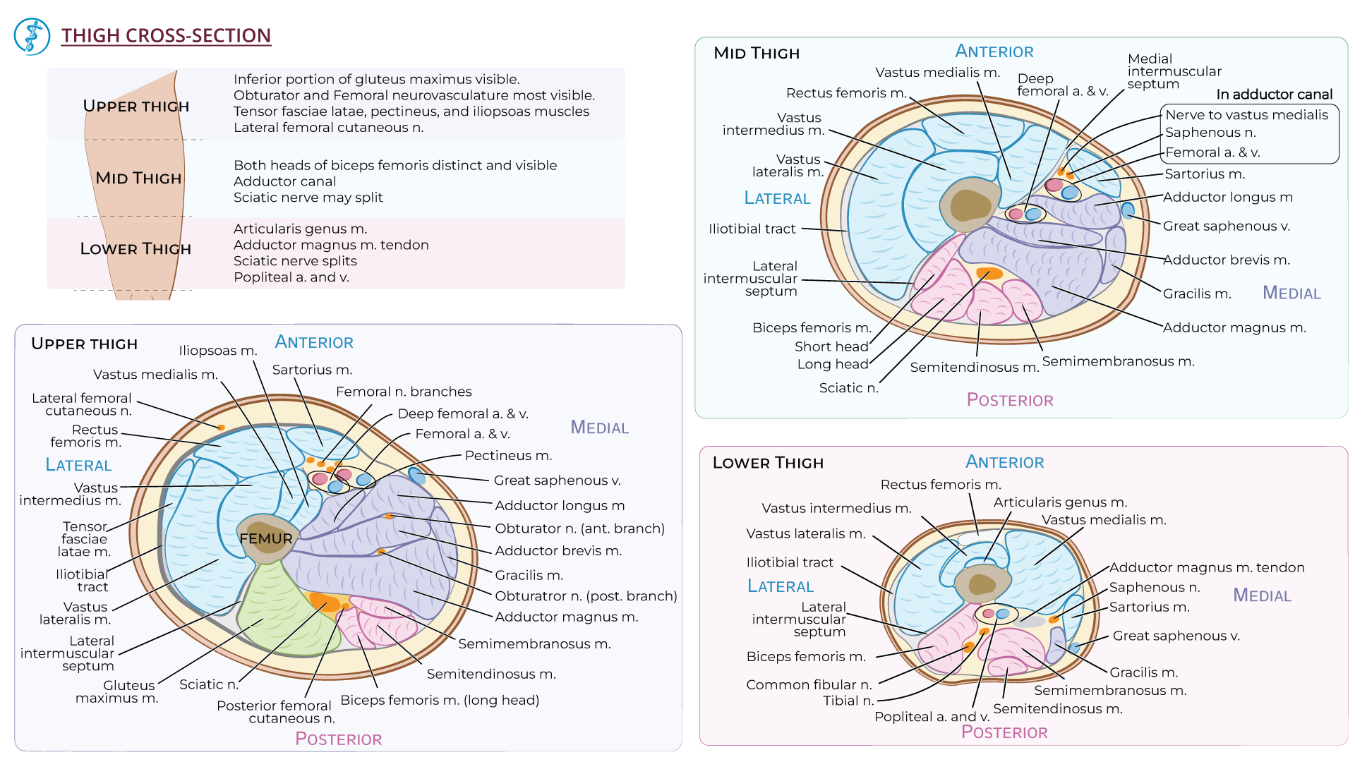 Gross Anatomy: Cross Section of the Thigh | ditki medical & biological ...