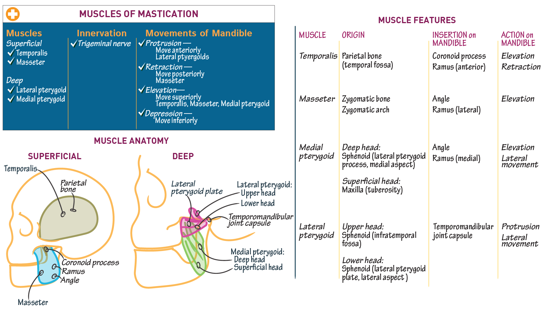 Anatomy & Physiology: Mastication | ditki medical & biological sciences
