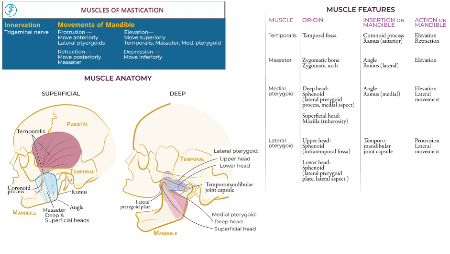 Advanced Anatomy & Physiology: Muscles of Mastication | ditki medical ...
