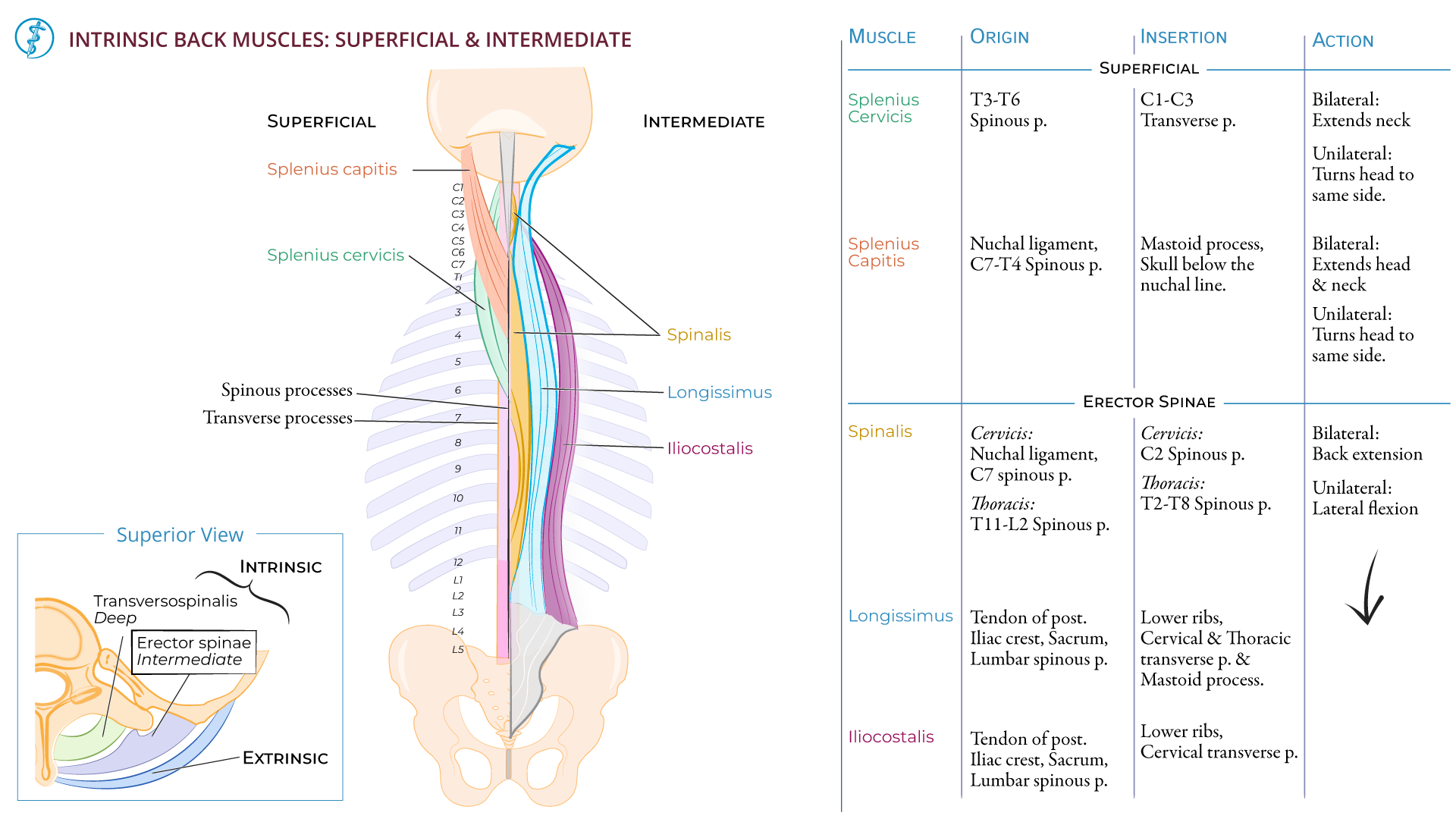 Advanced Anatomy & Physiology: Intrinsic Back Muscles: Superficial ...
