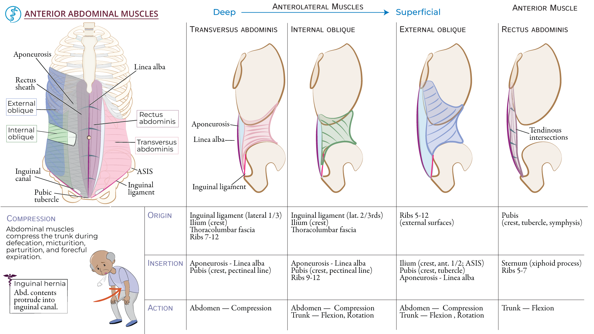 Advanced Anatomy & Physiology: Anterior Abdominal Wall Muscles | ditki ...