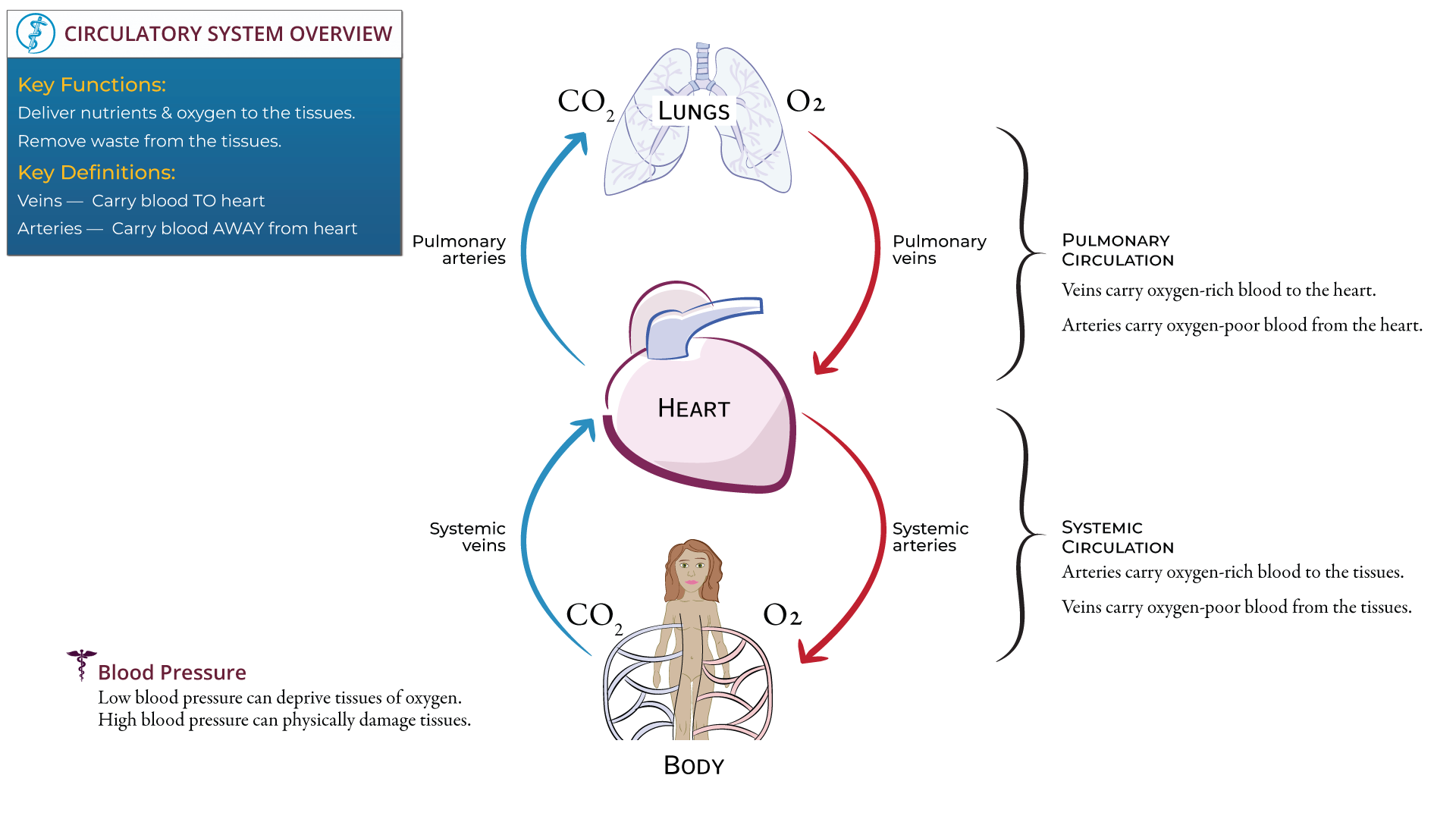 Gross Anatomy: Cardiovascular System: Overview | ditki medical ...