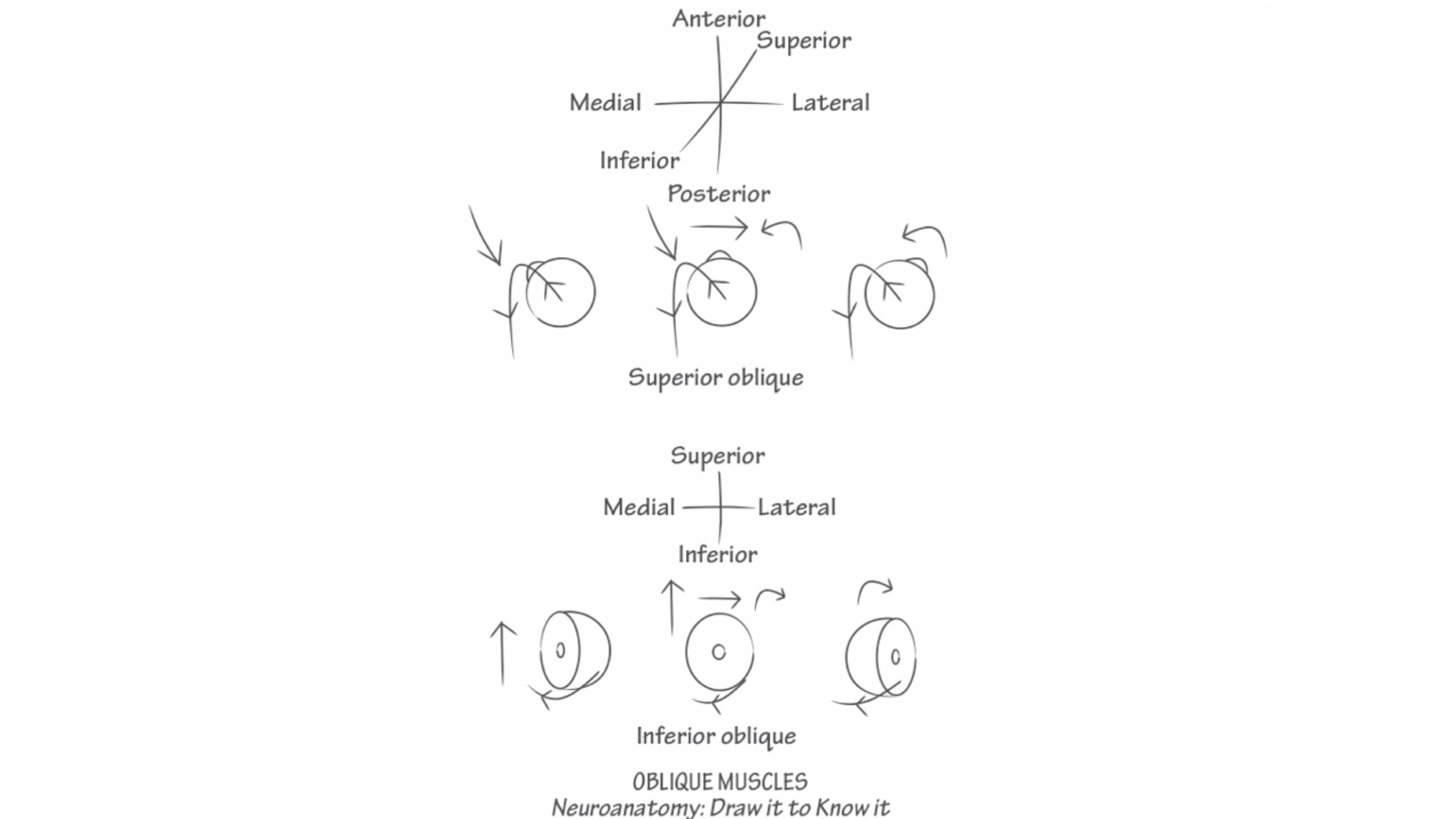 Oblique Muscles | ditki medical and biological sciences