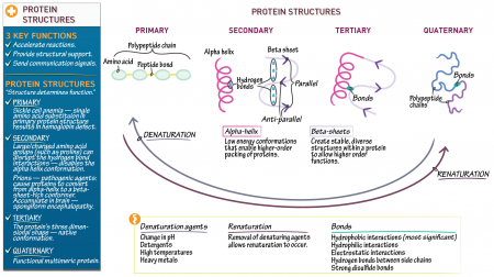 Cell Biology: Protein Structure Overview | ditki medical & biological sciences