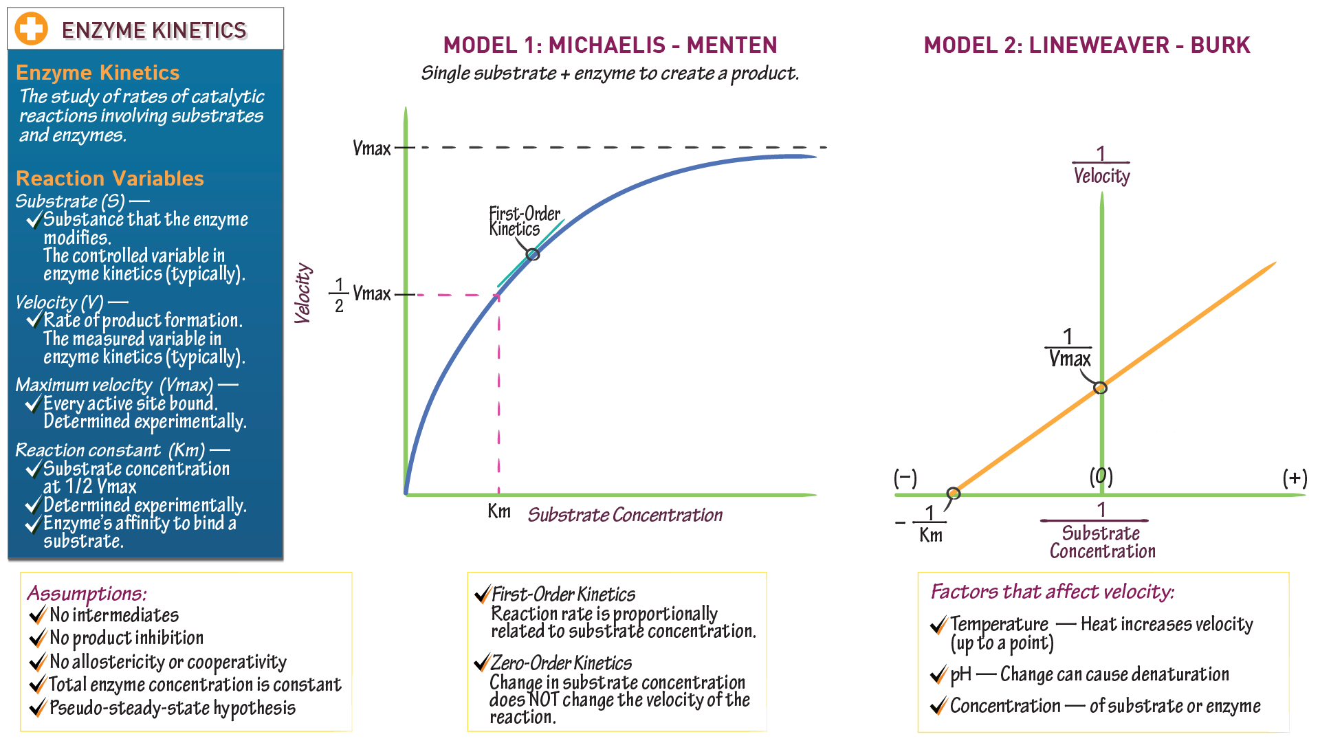 Physiology Enzyme Kinetics Ditki Medical Biological Sciences