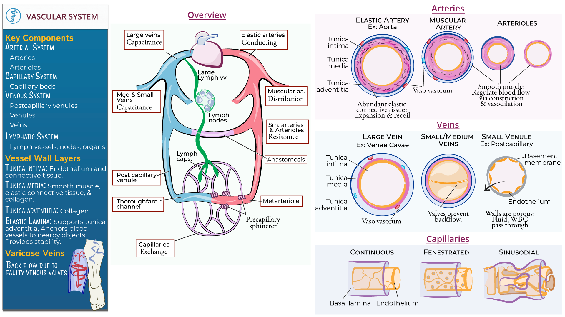 Physiology: Vascular System | ditki medical & biological sciences