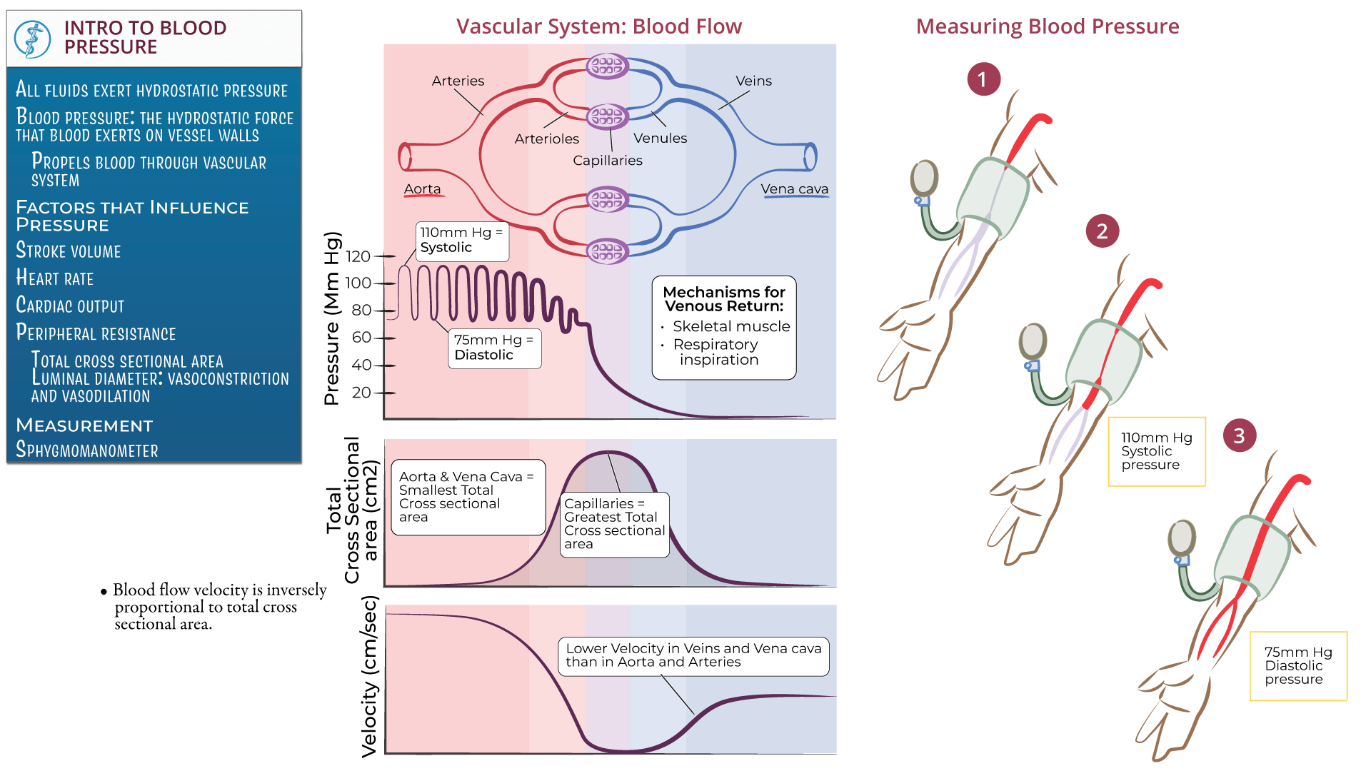 Human Biology: Blood Flow and Pressure (Fundamentals) | ditki medical ...