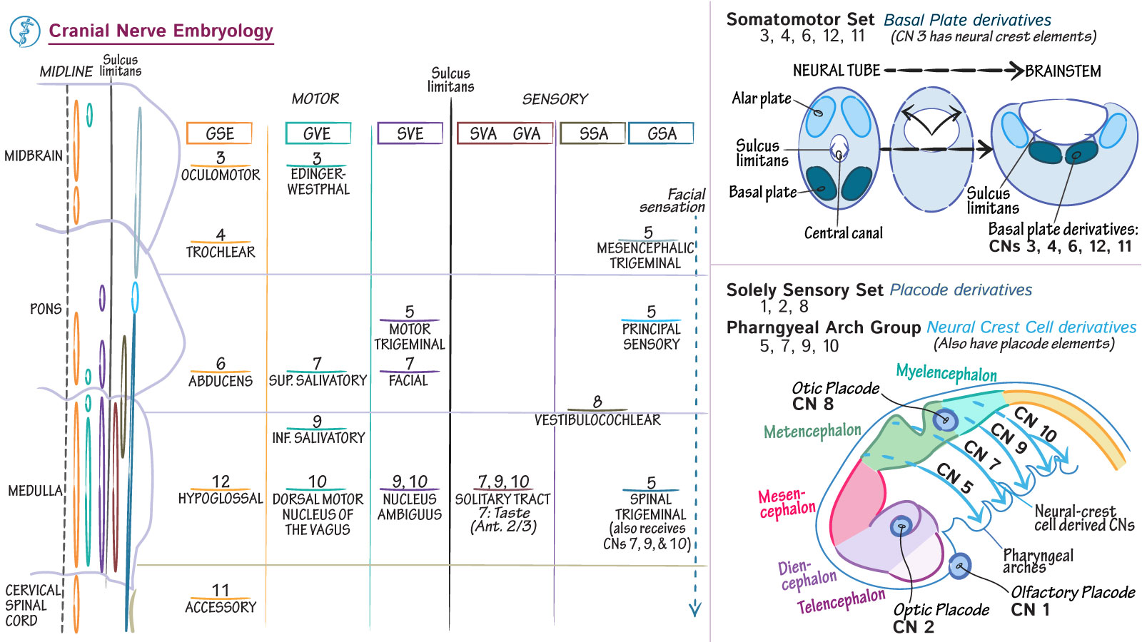 Neuroanatomy Cranial Nerve Embryology Ditki Medical And Biological