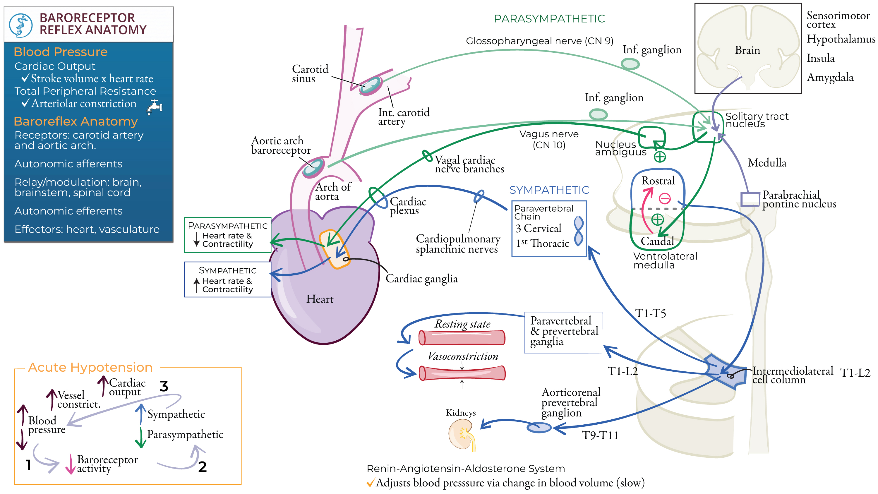 Neuroanatomy: Baroreceptor Reflex: Detailed Anatomy | ditki medical ...