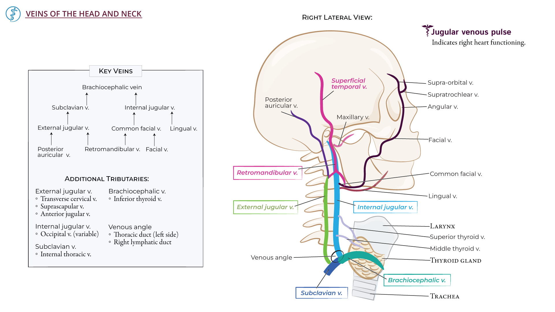 Gross Anatomy: Veins of the Head and Neck (Advanced) | ditki medical ...