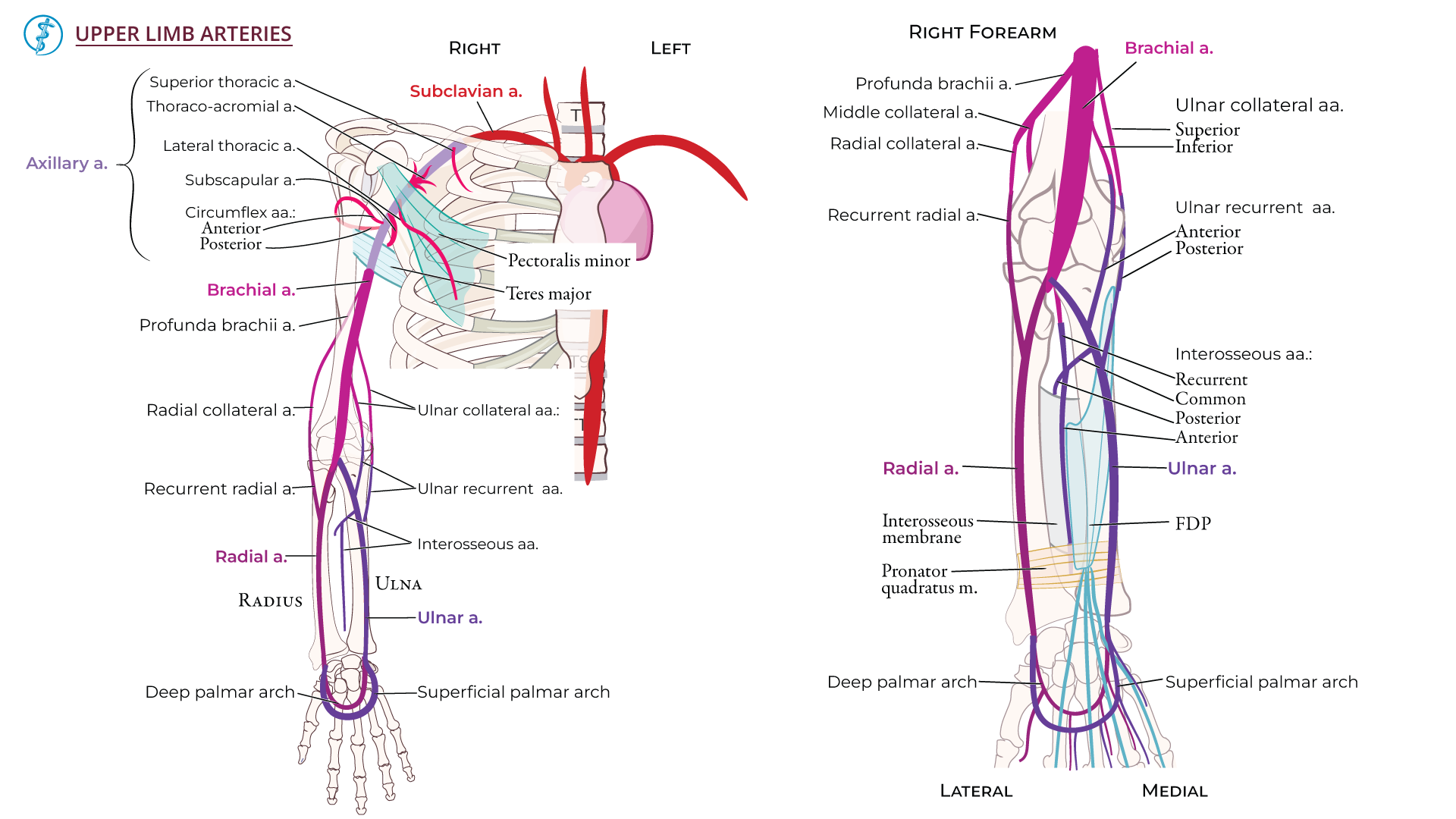 Gross Anatomy: Arteries of the Upper Extremity (Advanced) | ditki medical & biological sciences