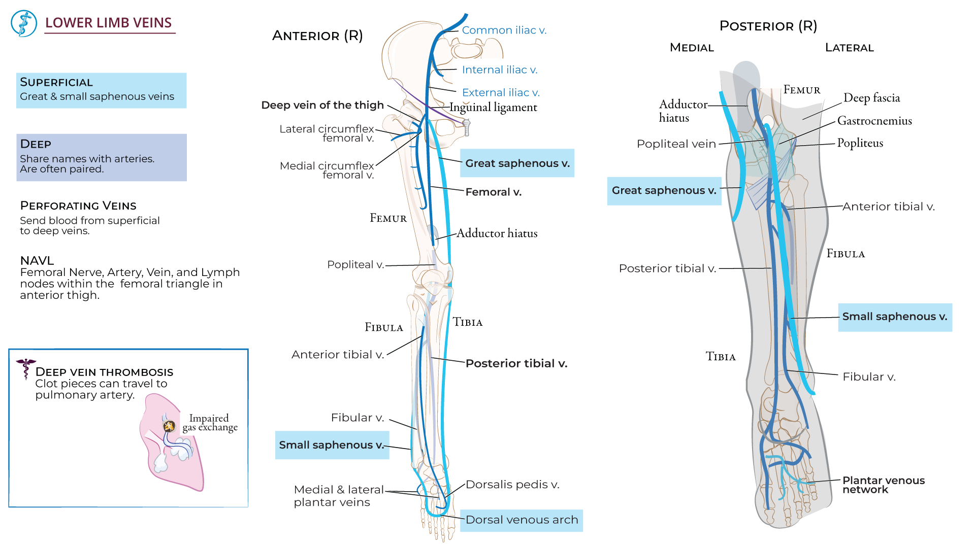 Advanced Anatomy & Physiology: Veins of the Lower Extremity | ditki ...
