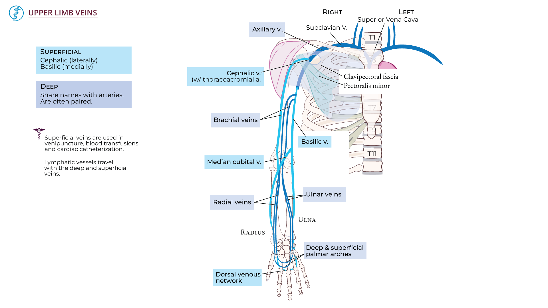Venous Anatomy Of Upper Limb Blood Supply, Venous Drainage, Surface